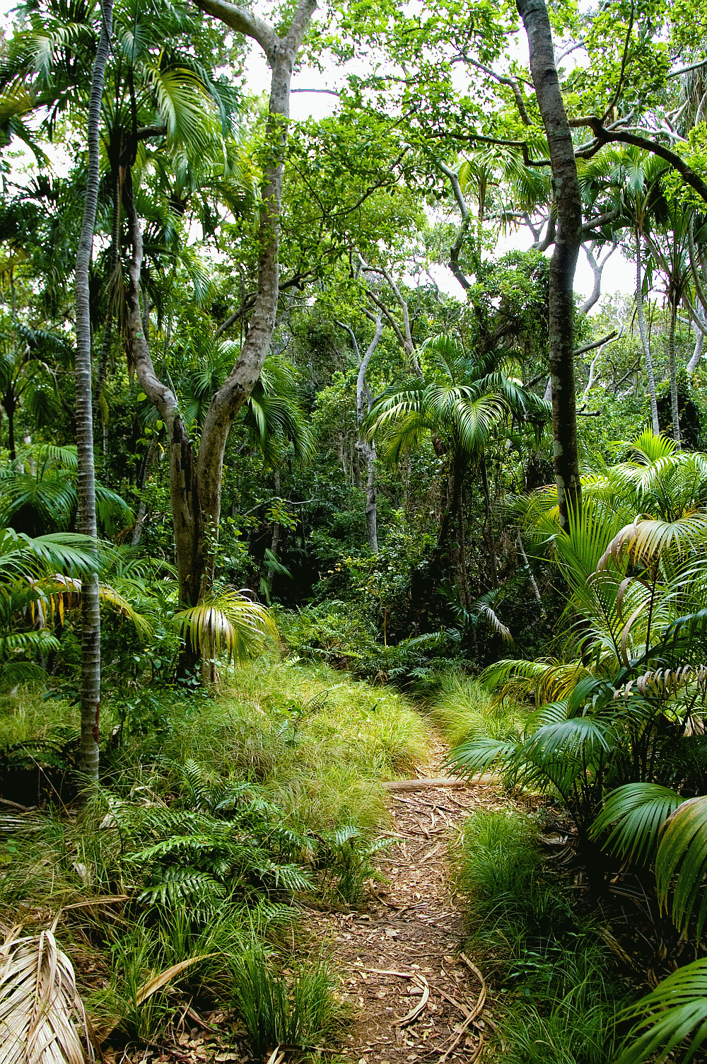 Island Information: flora and fauna, caldera type, similar islands ...